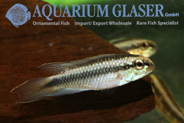 Apistogramma flabellicauda - Aquarium Glaser GmbH