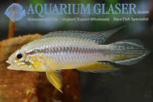 Apistogramma gephyra Santa Isabel - Aquarium Glaser GmbH