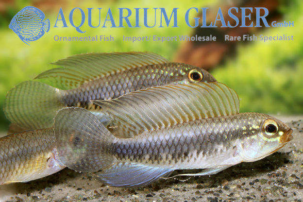 Apistogramma iniridae - Aquarium Glaser GmbH