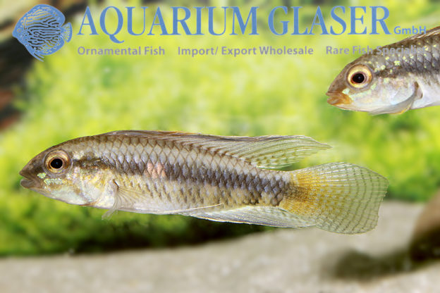Apistogramma iniridae - Aquarium Glaser GmbH