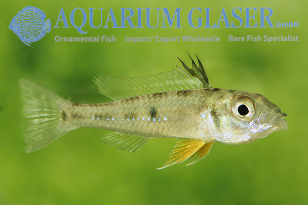 Biotoecus dicentrarchus - Aquarium Glaser GmbH