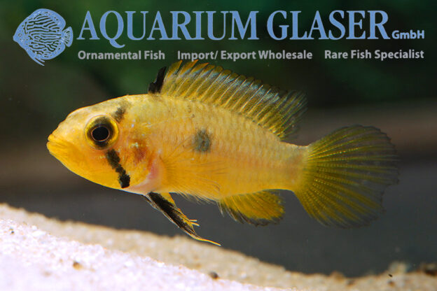 Apistogramma norberti - Aquarium Glaser GmbH