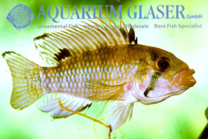 Apistogramma norberti - Aquarium Glaser GmbH