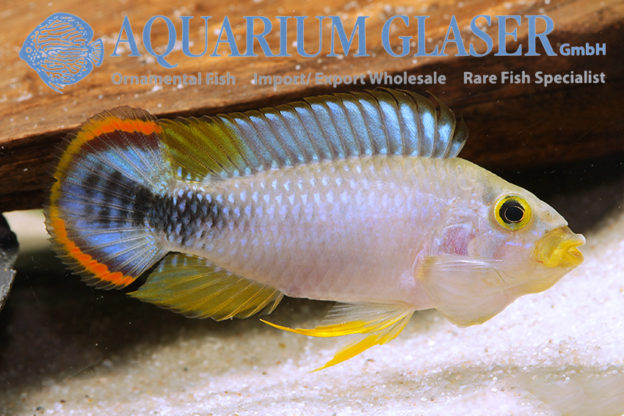 Apistogramma panduro - Aquarium Glaser GmbH