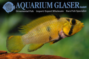 Apistogramma panduro - Aquarium Glaser GmbH