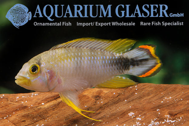 Apistogramma panduro - Aquarium Glaser GmbH