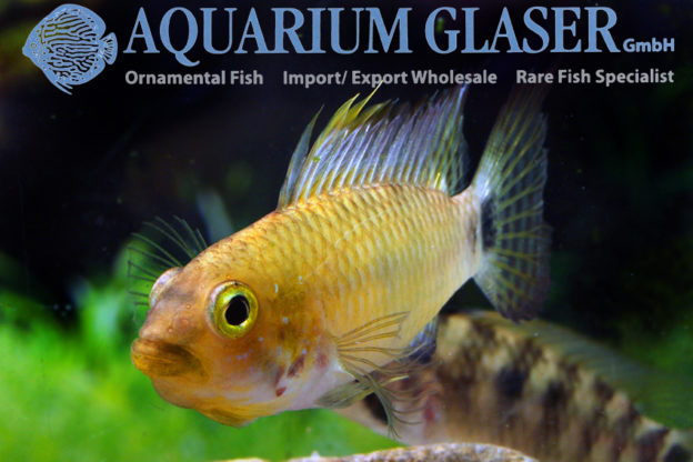 Apistogramma personata Mitu - Aquarium Glaser GmbH