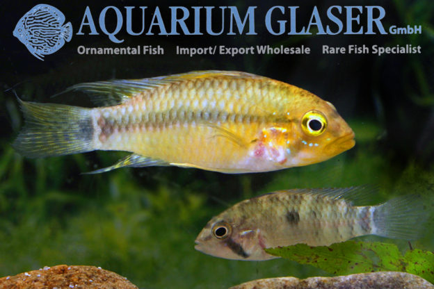 Apistogramma personata Mitu - Aquarium Glaser GmbH