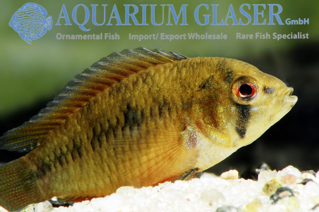 Apistogramma borellii "Opal" - Aquarium Glaser GmbH