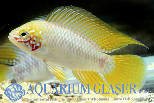 Apistogramma borellii „Opal“ - Aquarium Glaser GmbH