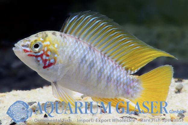 Apistogramma borellii „Opal“ - Aquarium Glaser GmbH