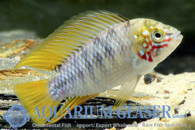 Apistogramma borellii „Opal“ - Aquarium Glaser GmbH