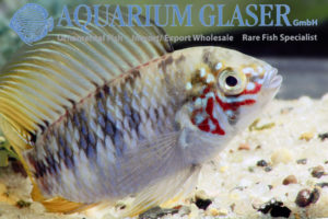 Apistogramma borellii „Opal“ - Aquarium Glaser GmbH