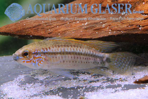 Apistogramma eremnopyge - Aquarium Glaser GmbH