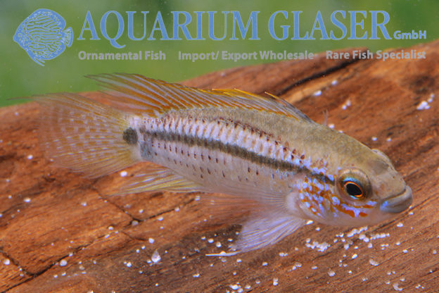 Apistogramma eremnopyge - Aquarium Glaser GmbH