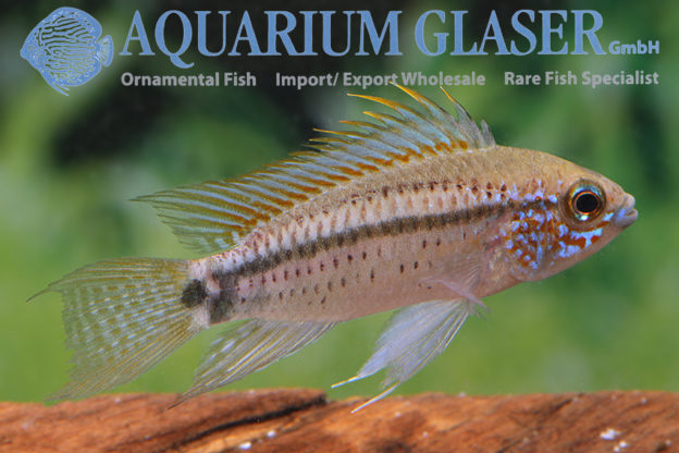 Apistogramma eremnopyge - Aquarium Glaser GmbH
