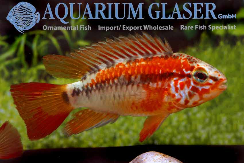 Apistogramma viejita Variety II - Aquarium Glaser GmbH