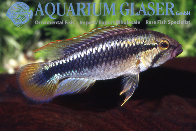 Apistogramma sp. Wilhelmi - Aquarium Glaser GmbH