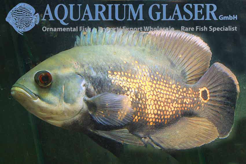 Giant Wild Oscar Fish
