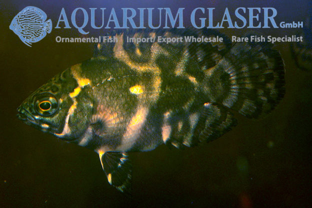 Astronotus mikoljii - Aquarium Glaser GmbH