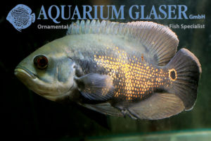 Astronotus mikoljii - Aquarium Glaser GmbH