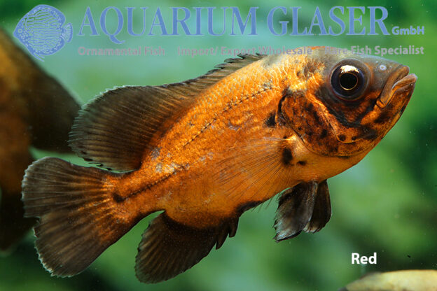 Astronotus Red, Albino Red und Red Chili - Aquarium Glaser GmbH