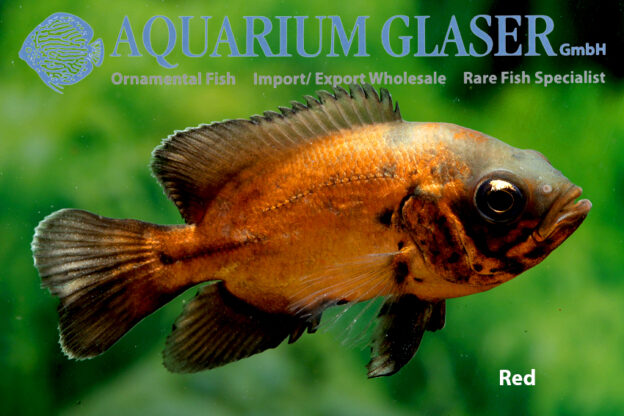 Astronotus Red, Albino Red und Red Chili - Aquarium Glaser GmbH