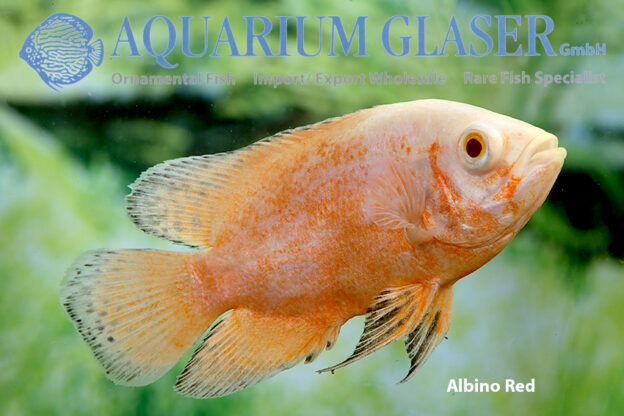 Astronotus Red, Albino Red and Red Chili - Aquarium Glaser GmbH