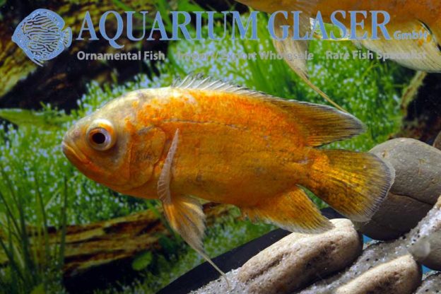 Astronotus ocellatus Oscar Lemon - Aquarium Glaser GmbH