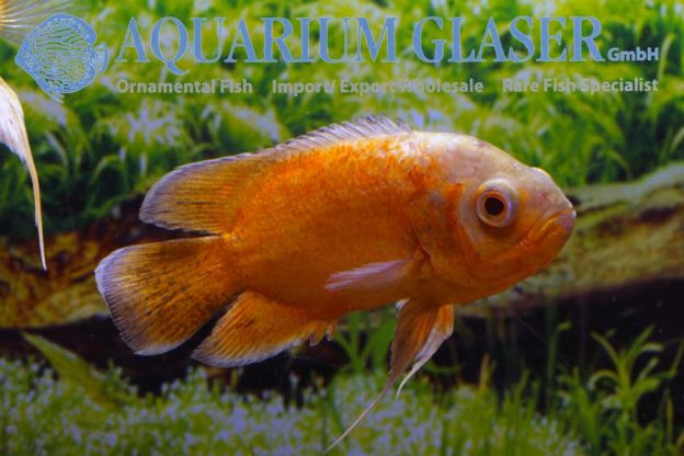 Astronotus ocellatus Oscar Lemon - Aquarium Glaser GmbH