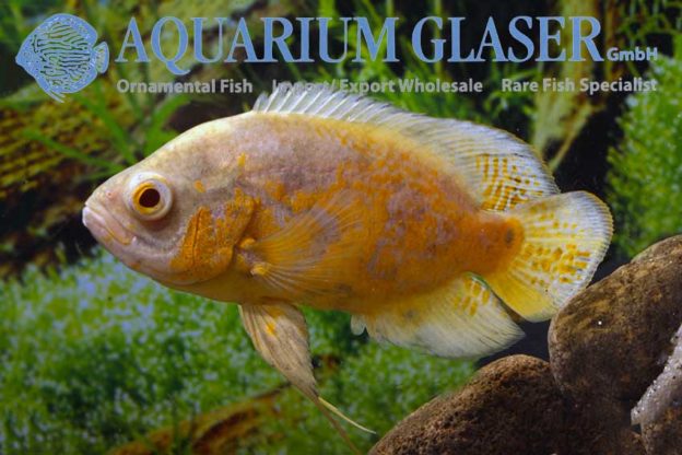 Astronotus ocellatus Oscar Lemon - Aquarium Glaser GmbH