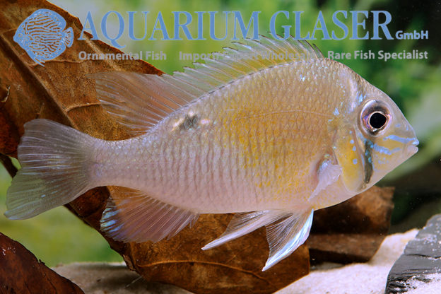 Biotodoma cupido Peru - Aquarium Glaser GmbH