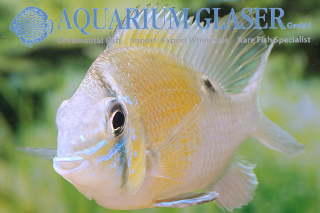 Biotodoma cupido Peru - Aquarium Glaser GmbH