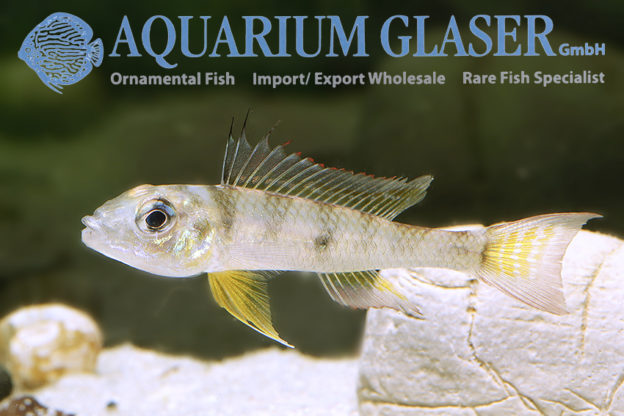 Biotoecus dicentrarchus - Aquarium Glaser GmbH