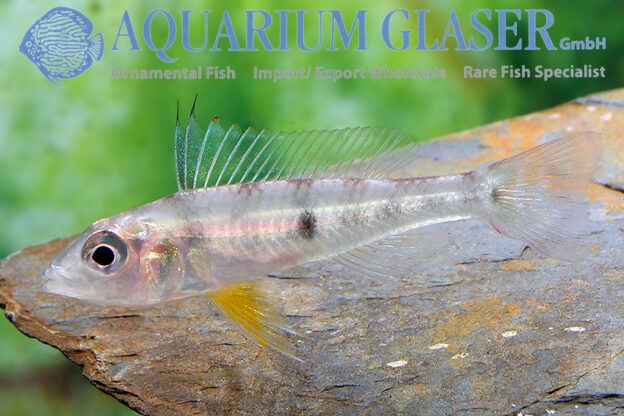 Biotoecus dicentrarchus - Aquarium Glaser GmbH