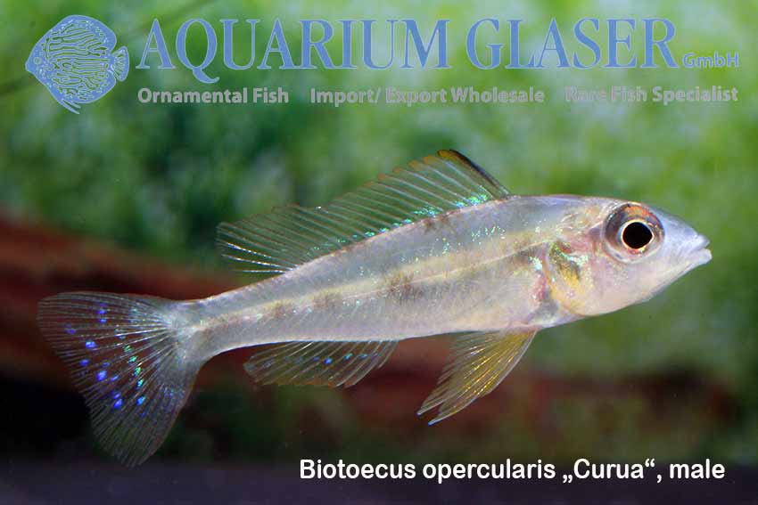 Biotoecus special - Aquarium Glaser GmbH