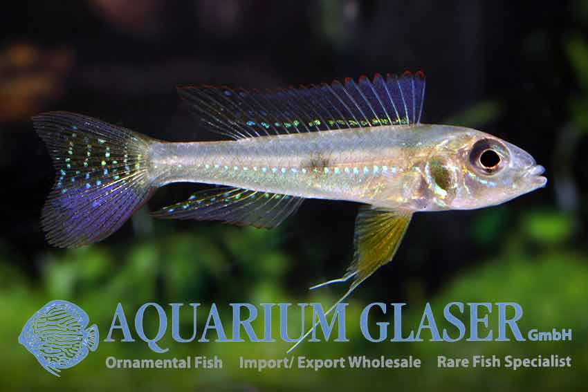 Biotoecus opercularis - Aquarium Glaser GmbH