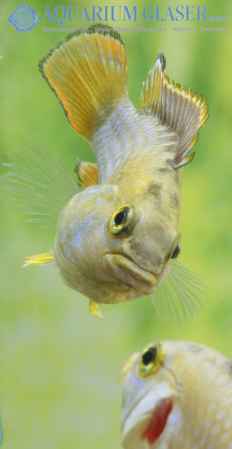 Apistogramma nijsseni - Aquarium Glaser GmbH