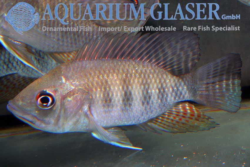 Wonderful large growing cichlids from Brazil - Aquarium Glaser GmbH