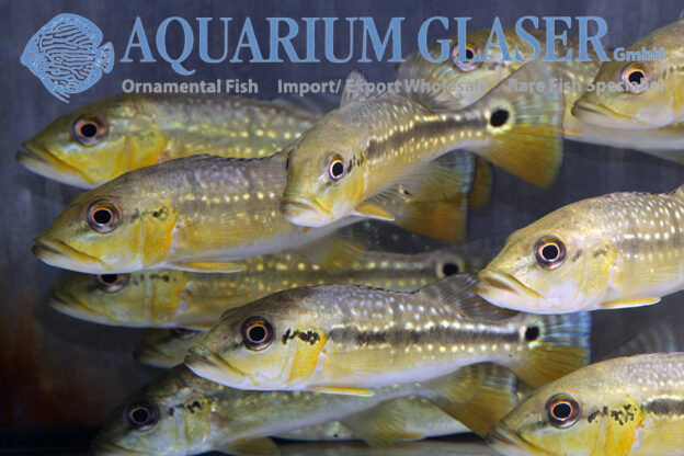 Fish Archive - Aquarium Glaser GmbH