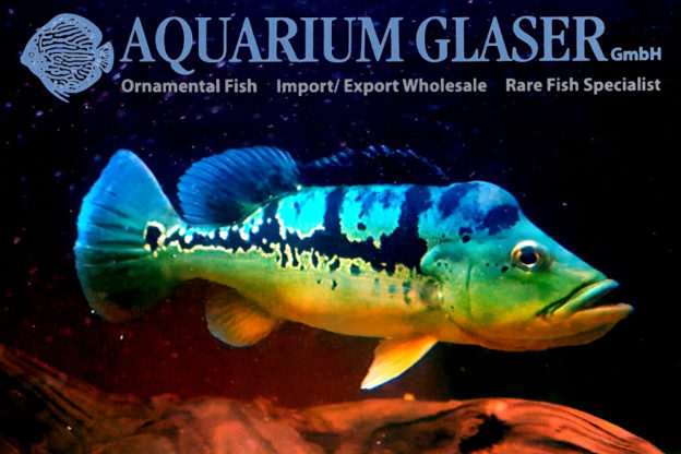 Cichla ocellaris x melaniae Hybrid - Aquarium Glaser GmbH
