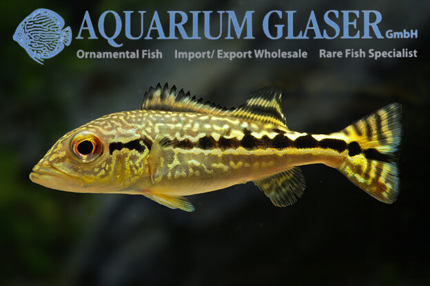 Cichla sp. Royal Silk - Aquarium Glaser GmbH