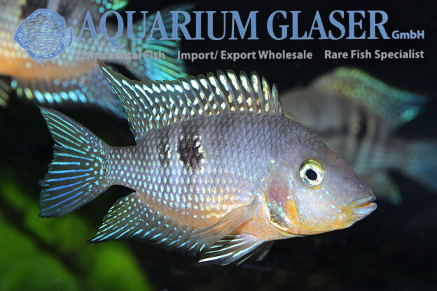 Thorichthys affinis - Aquarium Glaser GmbH