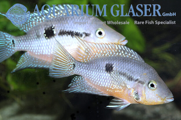 Thorichthys affinis - Aquarium Glaser GmbH