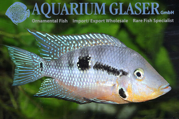Thorichthys affinis - Aquarium Glaser GmbH