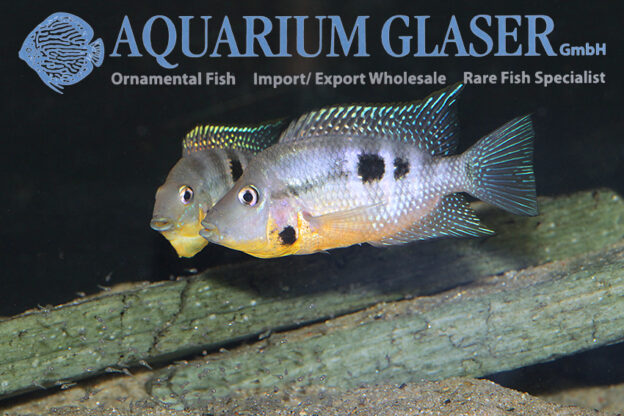Thorichthys affinis - Aquarium Glaser GmbH