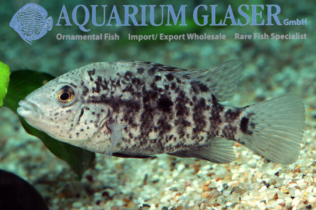 Nandopsis haitiensis (2) - Aquarium Glaser GmbH