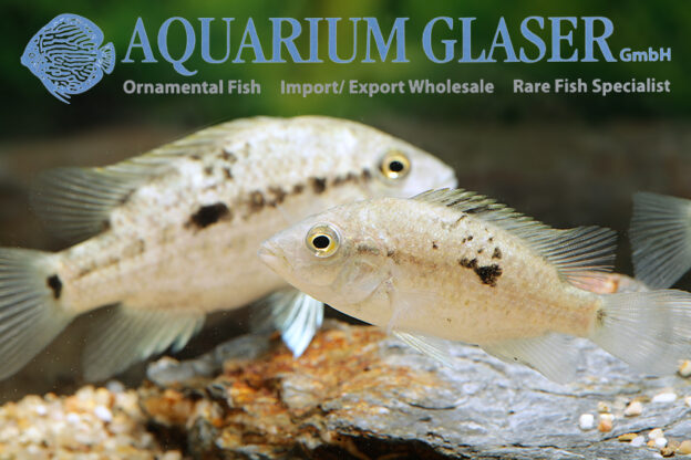 Nandopsis haitiensis - Aquarium Glaser GmbH