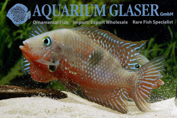 Thorichthys meeki - Aquarium Glaser GmbH