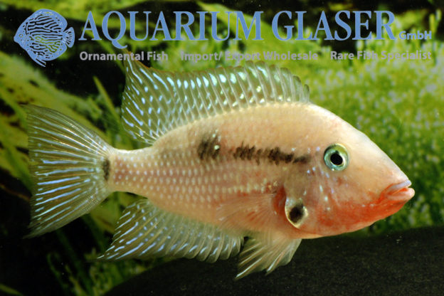 Thorichthys meeki - Aquarium Glaser GmbH